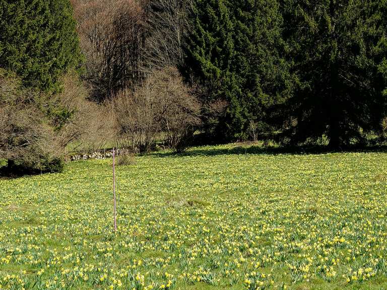 Le Chasseral - pętla od Nods | wycieczka piesza | Komoot