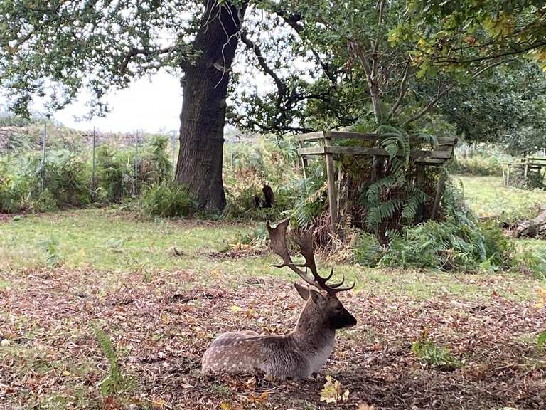 Calke Abbey Deer Park Routes for Walking and Hiking | Komoot