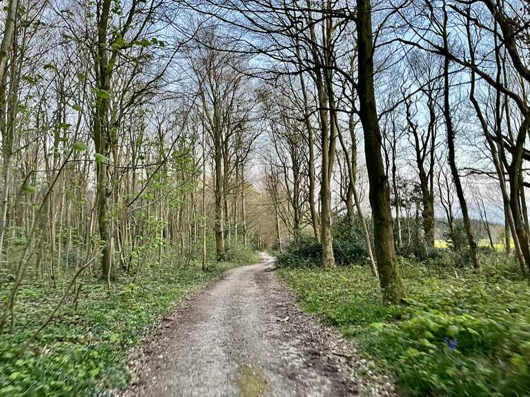 Angmering Park Estate woods: Mountainbike-Touren | komoot