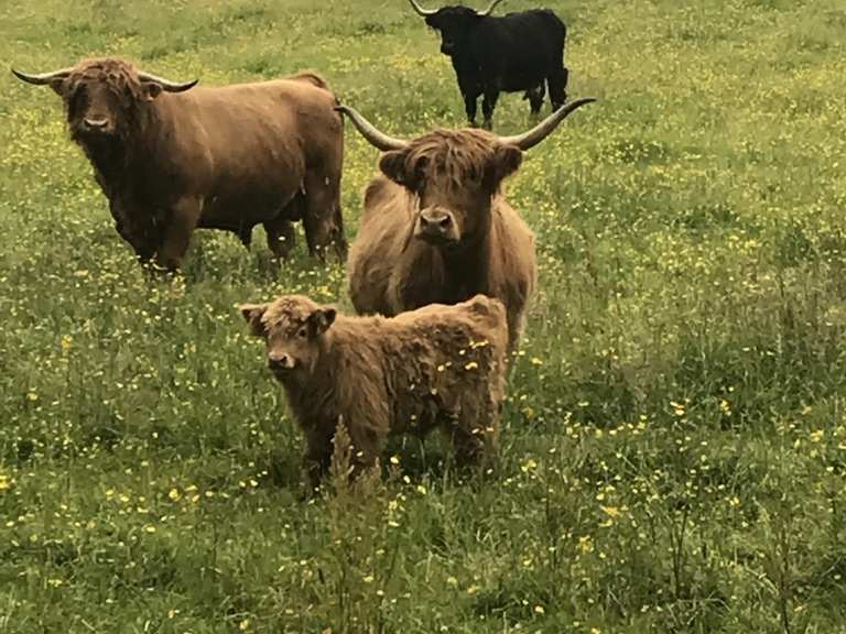 Pollock Park loop from Glasgow Central | ride | Komoot