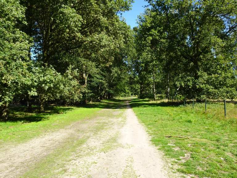 Clingse bossen wandelroutes en hikes | Komoot