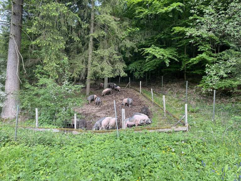 Hutewaldschweine bei Gunzendorf : Radtouren und Radwege | komoot