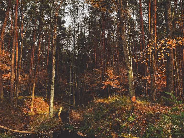 Opolska-weg naar Turawa – Premium asfalt door het bos - fietsroutes en ...