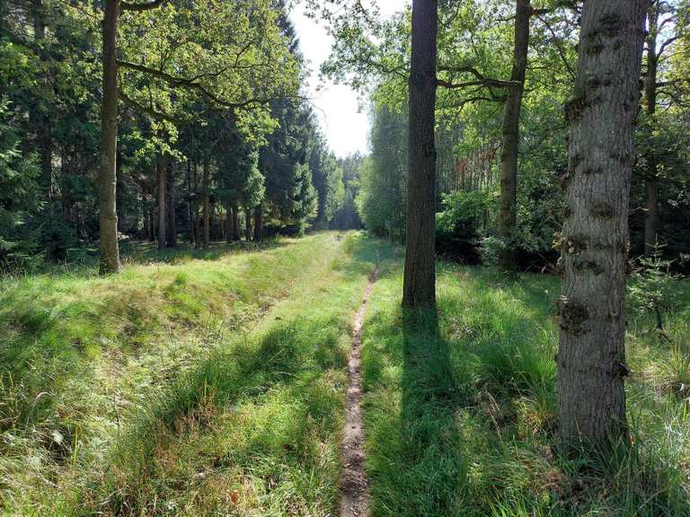 Route Dwingeloo à travers le PN Dwingelderveld - Route rouge | sortie à ...