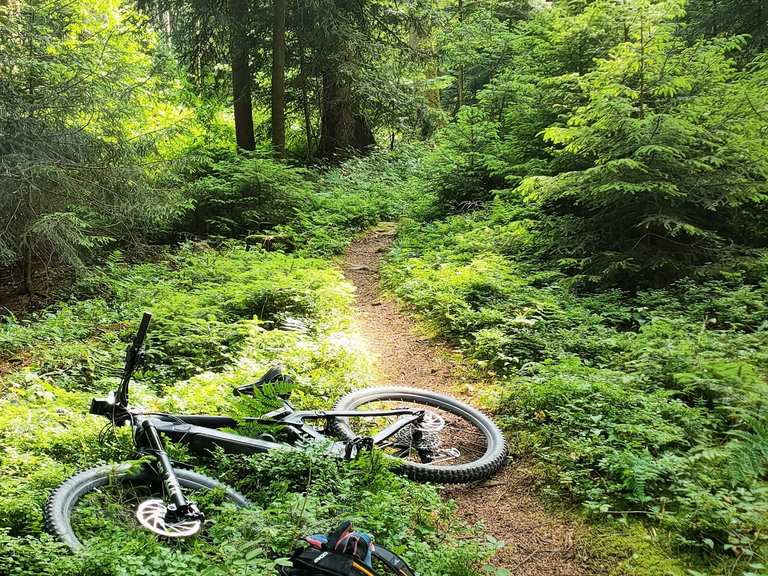 Schöner Wald-Trail mit technischen Elementen: Mountainbike-Touren und ...