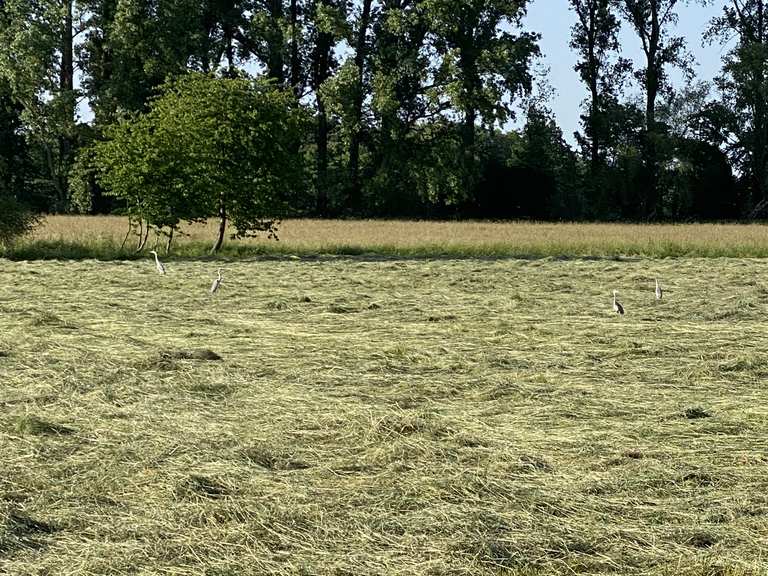 Radweg an der Queich : Radtouren und Radwege | komoot