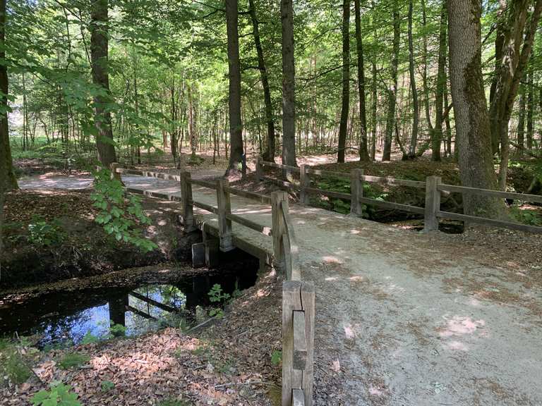 Bajo los hayas a lo largo del arroyo de Leuvenum | Caminata | Komoot