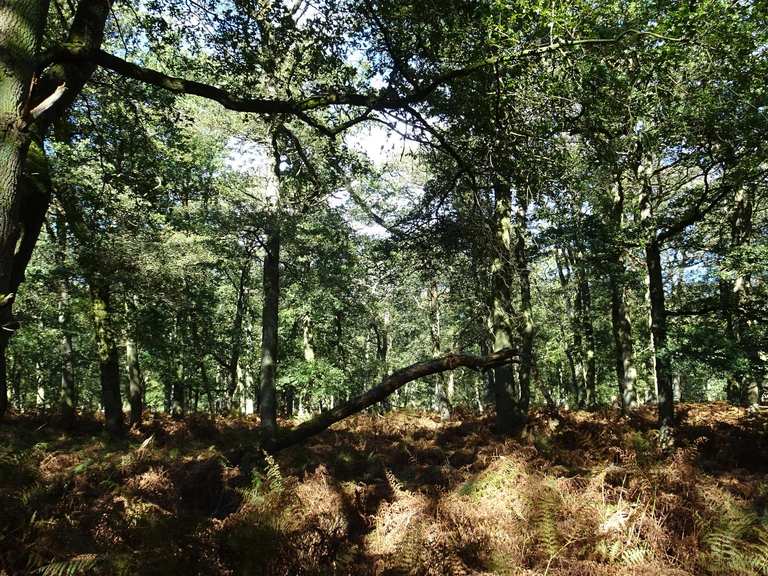 Farn im Wald: Wanderungen und Rundwege | komoot