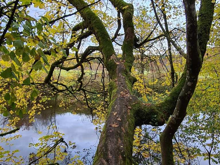 Baum der fast waagrecht wächst: Wanderungen und Rundwege | komoot