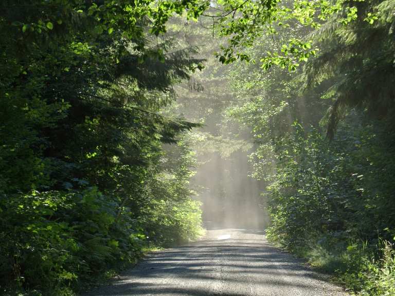 Dosewallips River Road Trail Run — Olympic National Forest | run | Komoot