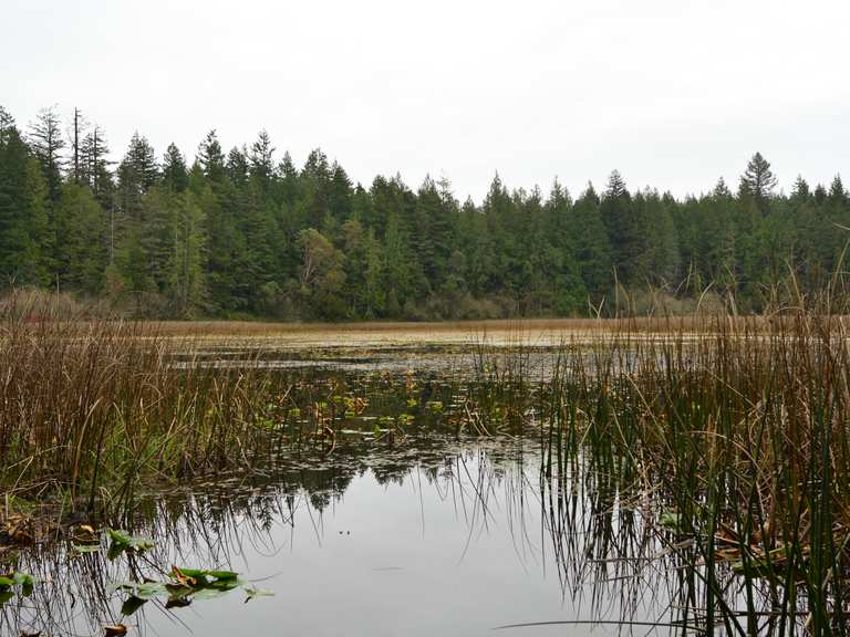 Gazam Lake Nature Preserve Schleife — Bainbridge Island | Wanderung ...
