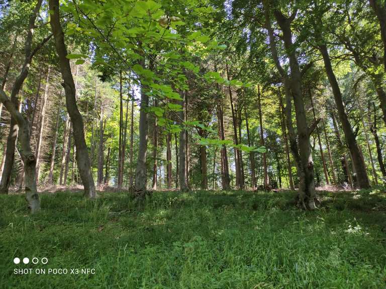 Whiteleaf Hill und Beacon Hill Schleife von Whiteleaf Cross Parkplatz ...