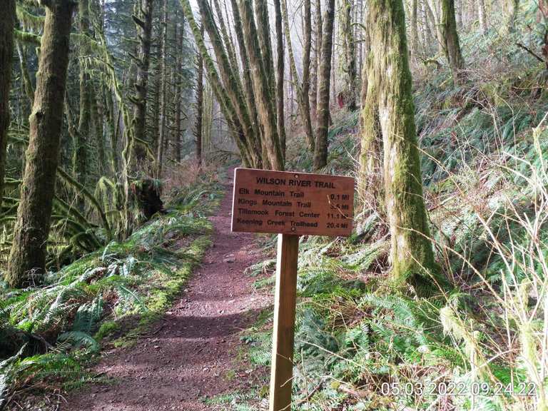 Carrera en bucle de Elk Creek Trail a Elk Mountain | Carrera | Komoot
