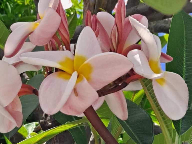 Fort Ruger Pathway - Urban Honolulu, Honolulu County | Lauf-Highlight ...