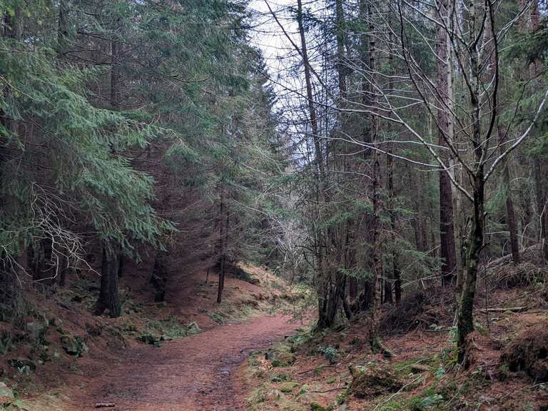 Tyrebagger Woods: Wanderungen und Rundwege | komoot