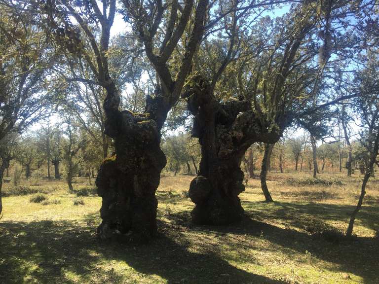 Bosque Las Majadas y arboles milenarios — vuelta desde San Pedro de ...