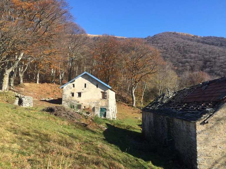Alpine meadows hike from Alpe Roccolo (via Trail 175) | wandeling | Komoot
