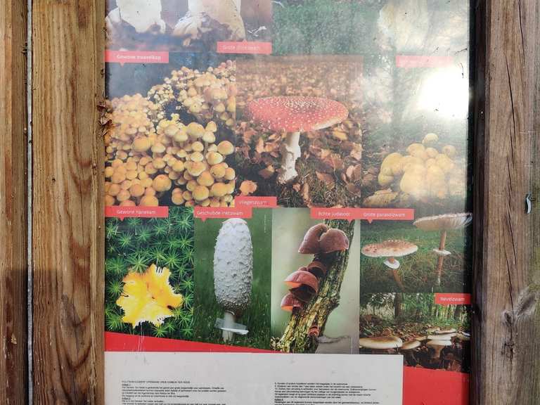 Plas van Rotselaar (Ter Heide) wandelroutes en hikes | Komoot