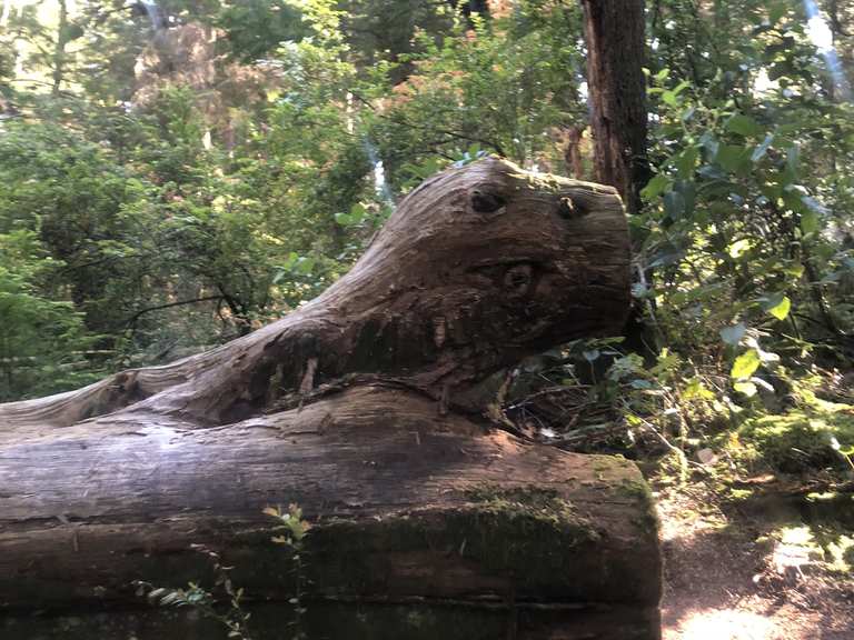 Outer Loop trail and Fort Nisqually — Point Defiance Park | hike | Komoot