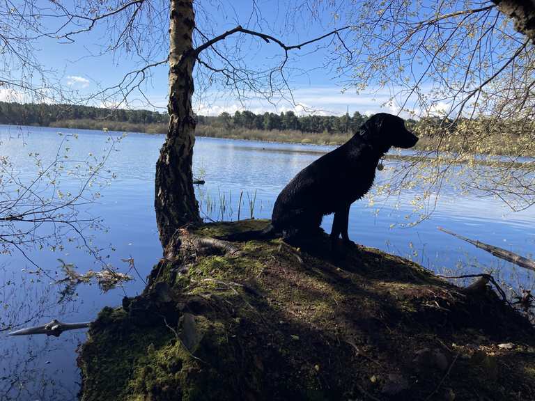 Blakemere Moss Routes for Walking and Hiking | Komoot