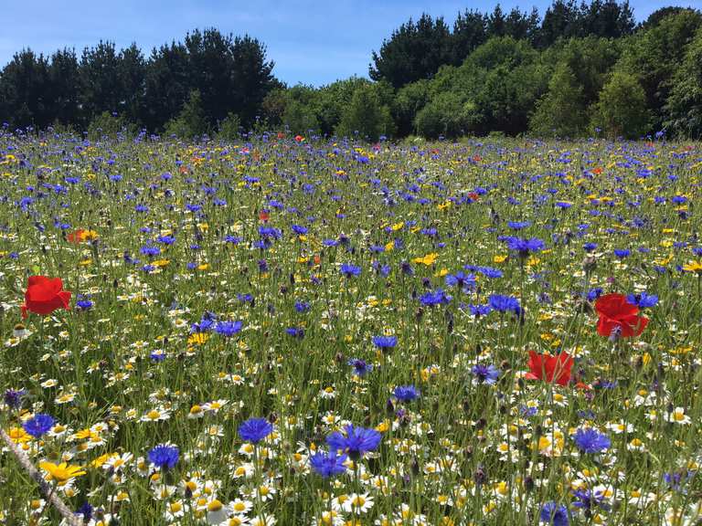 Garlic Farm & Yar River Trail pętla przez Alverstone — Isle of Wight ...