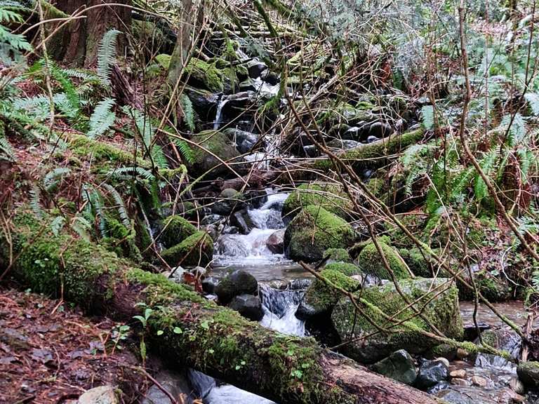 West Tiger 1 via Bootleg Trail & Dwight Way Trail loop — Tiger Mountain ...