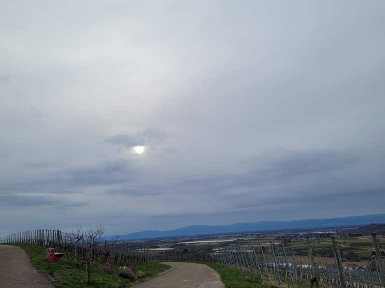 Panoramablick auf die Weinberge – Batzenberg: Wanderungen und Rundwege ...