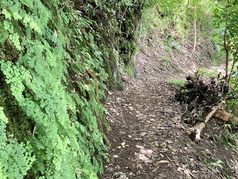 Kalāwahine & Puʻu ʻOhiʻa Trails loop — Round Top Forest Reserve, Oʻahu ...