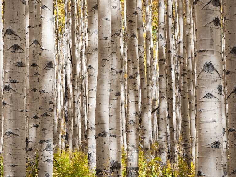 Wagonwheel Trail loop — Manti-La Sal National Forest — Monticello ...