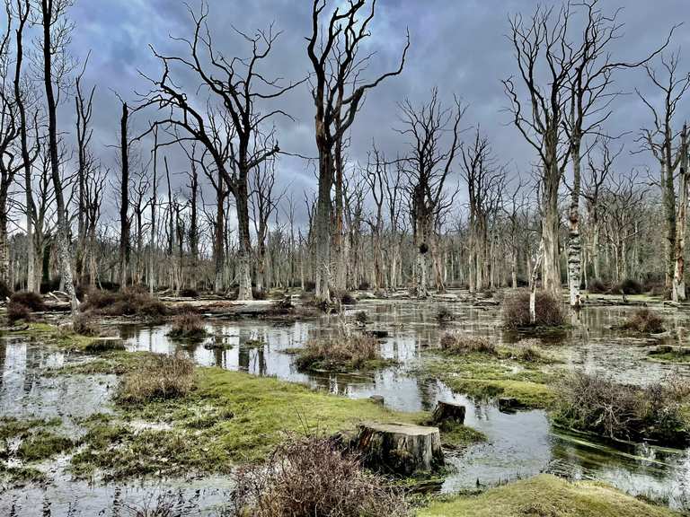 Fritham, Hyde und über die Bergrücken – Nationalpark New Forest ...
