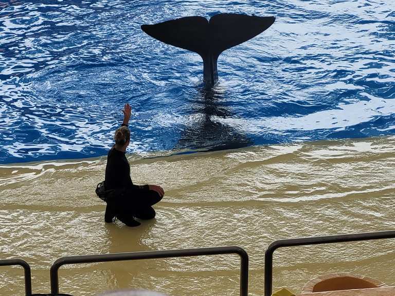 Loro Parque ORCA Becken mit Show: Wanderungen und Rundwege | komoot