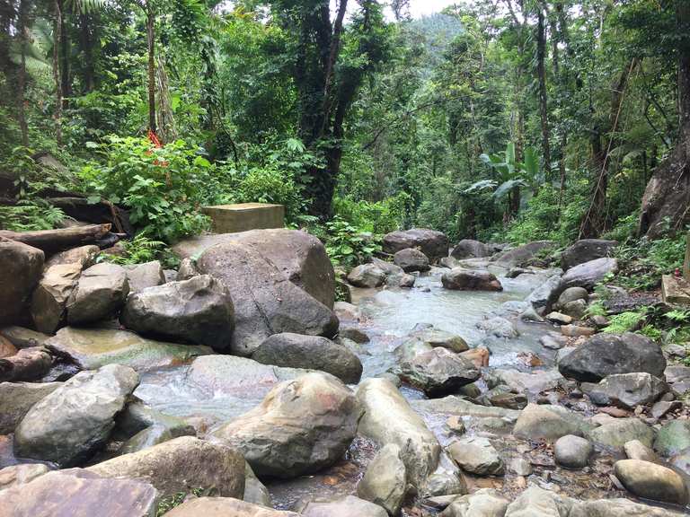 Angelito Trail — El Yunque National Forest | Wanderung | Komoot