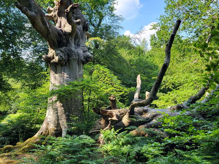 Setley, Calveslease Copse & Lymington River loop — New Forest National ...