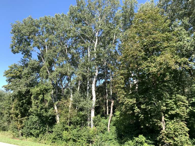 Szlak rowerowy wzdłuż Dunaju przez Park Narodowy Donau-Auen – trasy ...