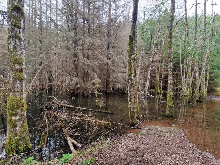 Steps into Loch Ness – Loch Ness loop from Foyers | hike | Komoot