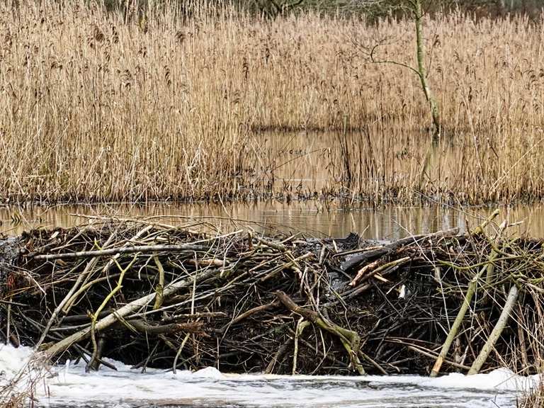 Beverdam: Wanderungen und Rundwege | komoot