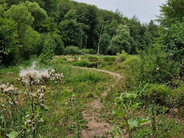 Schaichtalweg - maravilloso para montar a caballo : Rutas de ...