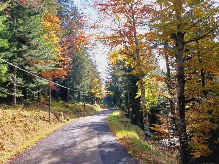 Traversée de la forêt de Mercoire: Rennradfahren und Rennradtouren | komoot