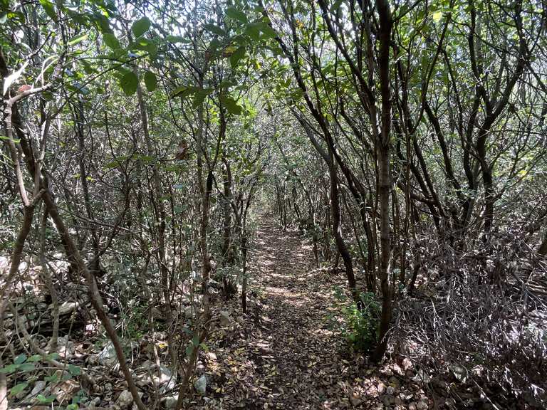 A cool, friendly single - Mountain Bike Trails & Tracks | Komoot