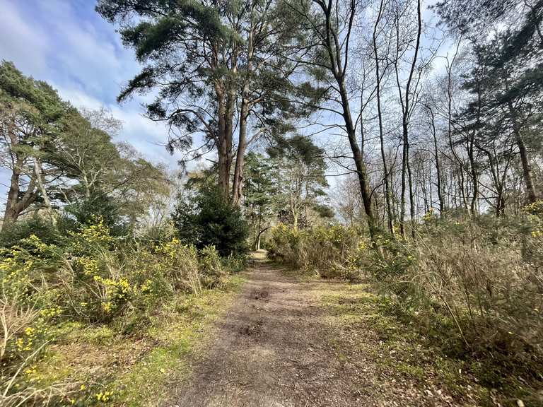 Marley Common, Blackdown Hill and Forest Mere loop — South Downs ...