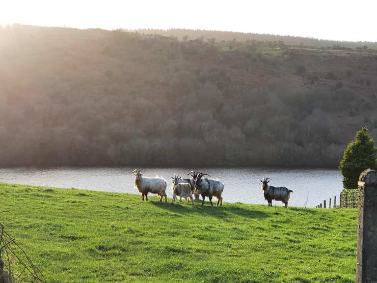 Camlough Mountain & Lake loop — Ring of Gullion AONB | hike | Komoot
