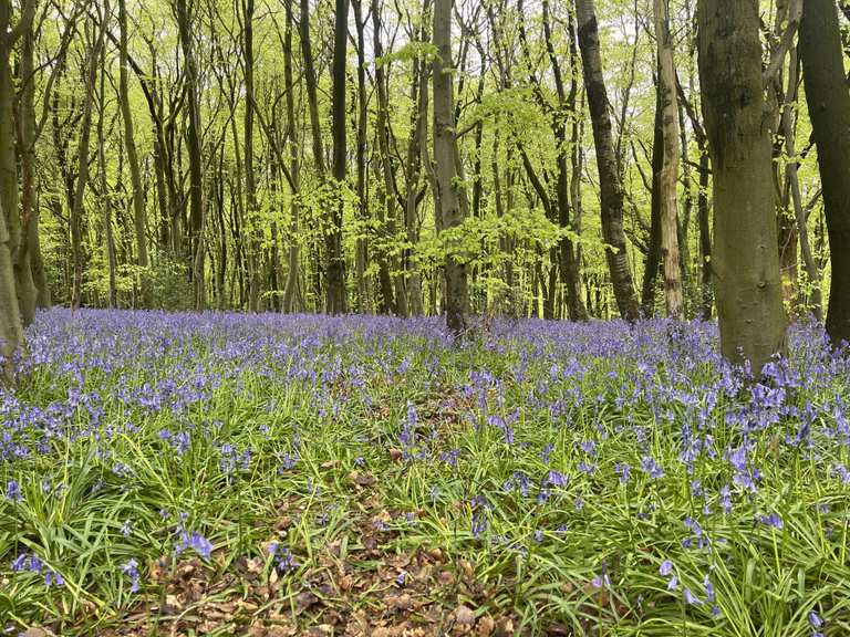 Wendover Woods und Haddington Hill Schleife von Wendover Woods Car Park ...