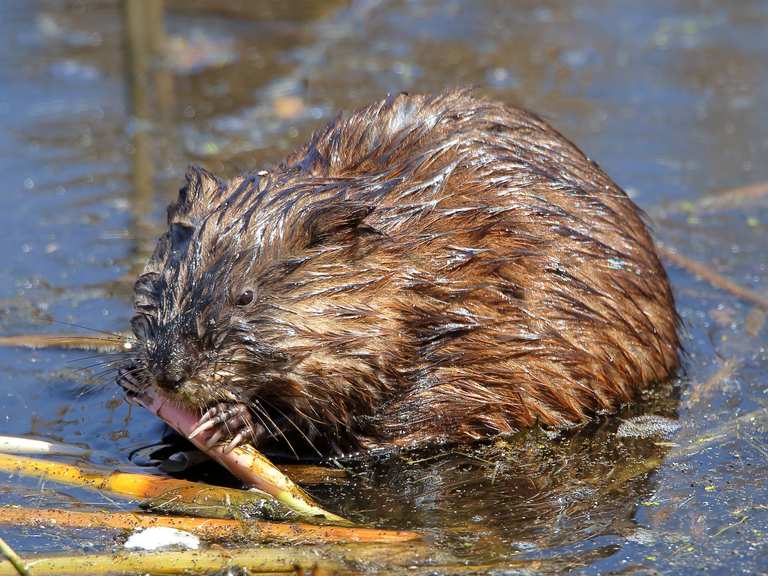 Dutch Gap Conservation Path loop — Dutch Gap Historical Park | hike ...