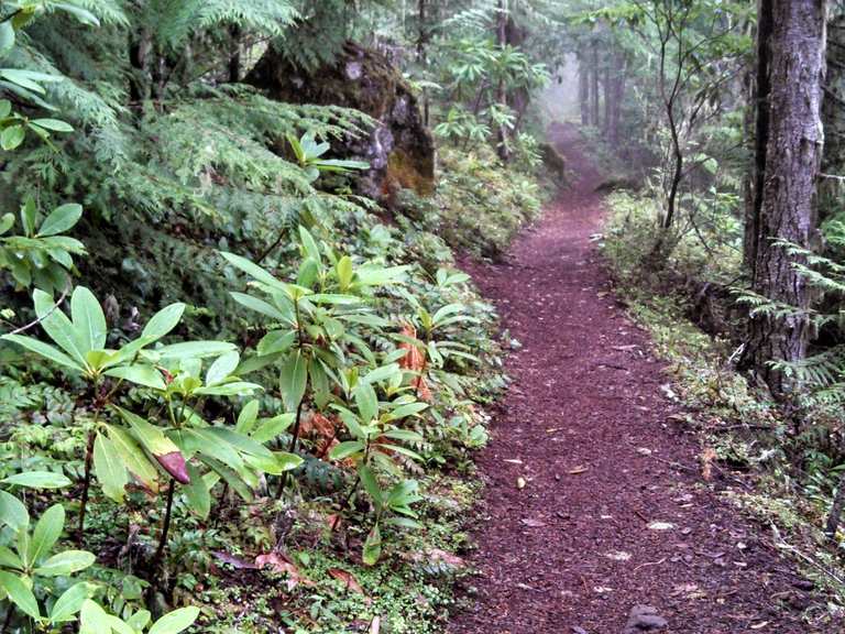 Mount Zion Trail lus Loop -- Olympic National Forest | hardlooproute ...