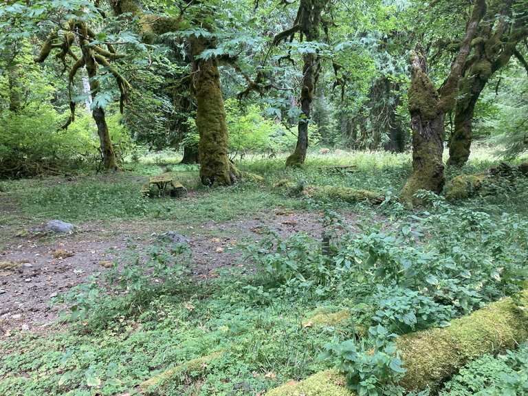 Dosewallips River Road to Dosewallips Campground — Olympic National ...