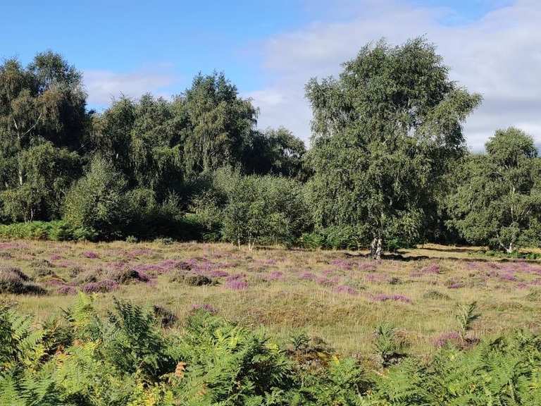 St Helena Trail na floresta de Dunwich — Suffolk Coast & Heaths ...