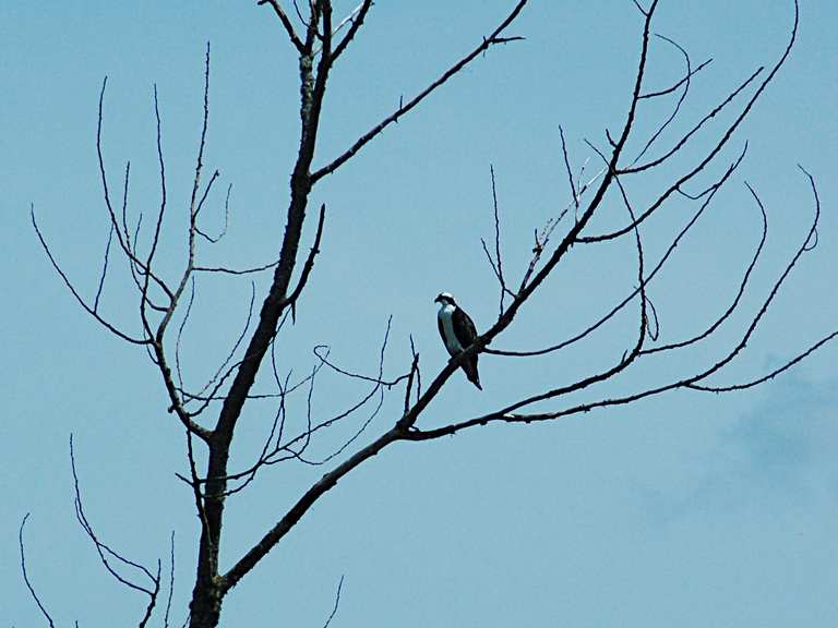 Fern Ridge Wildlife Area: Wanderungen und Rundwege | komoot
