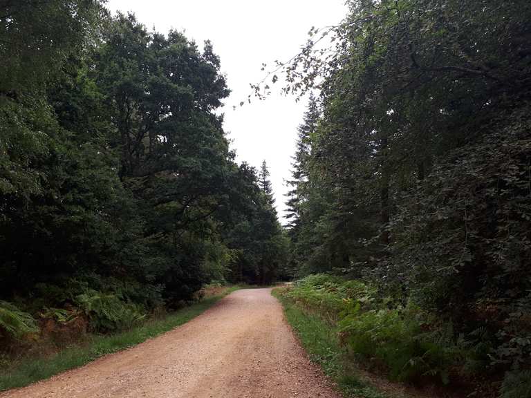 The Devil's Punchbowl & Frensham Ponds loop from Farnham — Surrey Hills ...