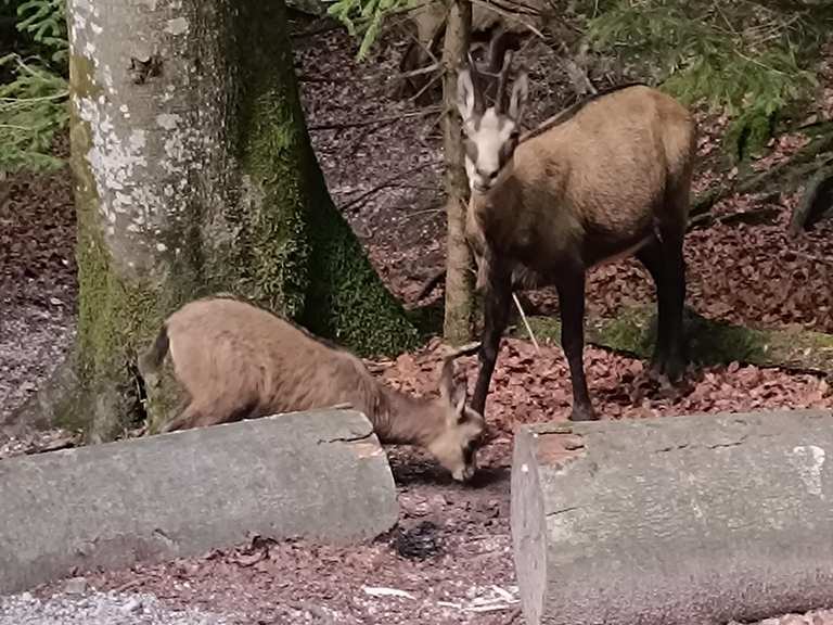 Waldbewohner: Wanderungen und Rundwege | komoot