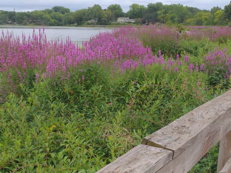 Lake McKusick Boardwalk - Routes for Walking and Hiking | Komoot